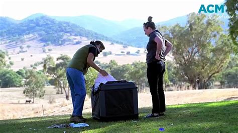 Eagle Release In Tamworth