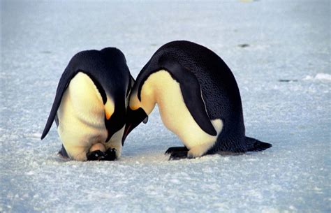 Penguin Habitat Species Predators And Facts Britannica