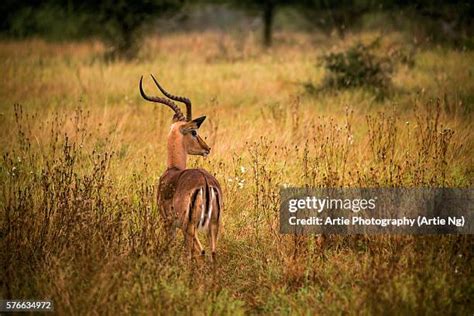 View Of A Male Impala With Lyreshaped Horns White Tail And Several