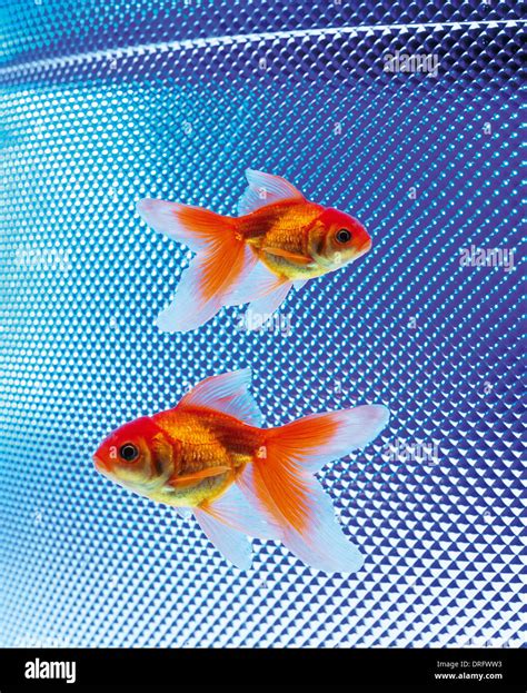 Fishes Swimming In Aquarium Common Hi Res Stock Photography And Images