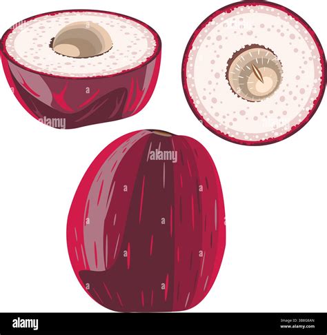 Fresh Rose Apple Fruit Stock Vector Images Alamy