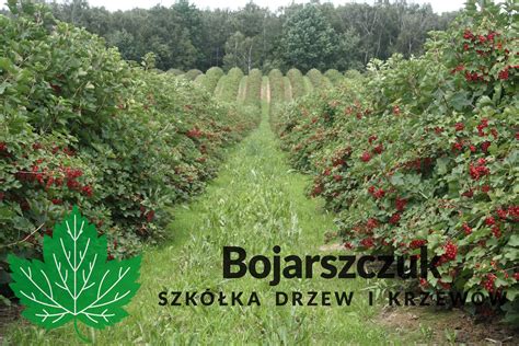 Sadzonki Porzeczki Czerwonej JONKER DETVAN LOSAN ROLAN ROVADA 2025