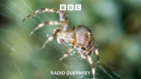 Are Spiders Getting Bigger Bbc Sounds