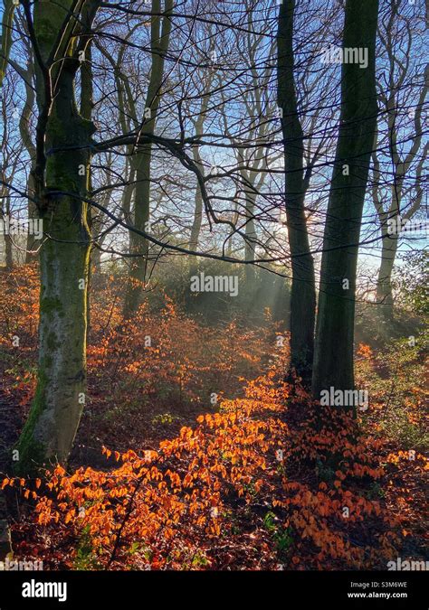 Trees Sky In Early Smartphone Stock Photos And Images Alamy