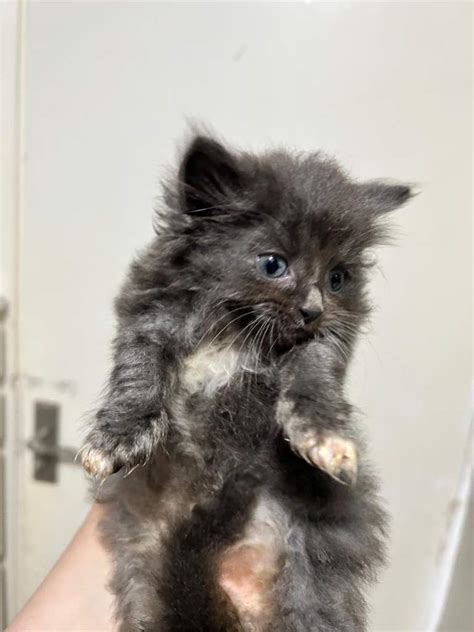 Fluffy Kitten In Harborne West Midlands Gumtree