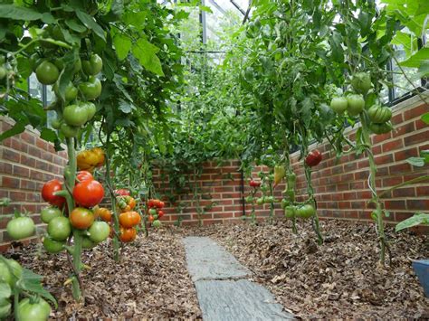 Reasons Your Tomatoes Are Splitting Before They Ripen And How To Fix