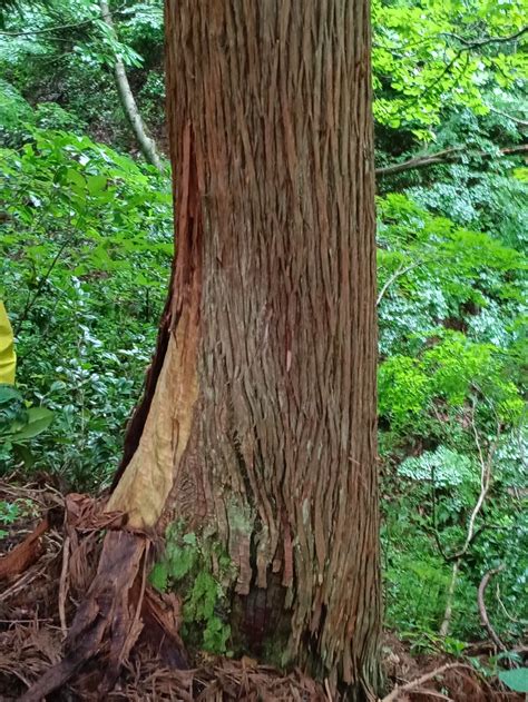 Bear Bark Stripping By Kenji Nagasaka Deputy Representative Of Gen｜緑の