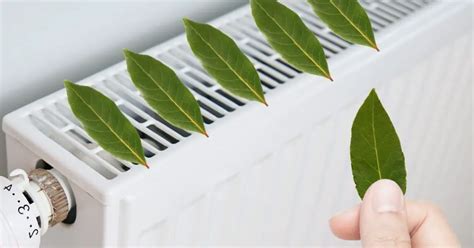 Colocar laurel en la estufa de casa por qué recomiendan hacerlo y para