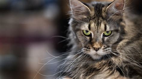 The Top 10 Cat Breeds Have Been Revealed And A Majestic Winner Takes