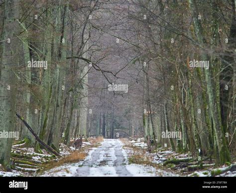 Rural Road Next Forest Hi Res Stock Photography And Images Alamy