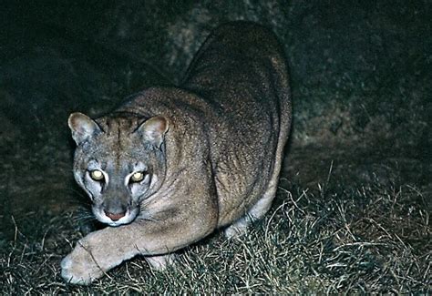 ¿hay Pumas En Uruguay La Historia De Los Avistamientos Y Qué Dice La