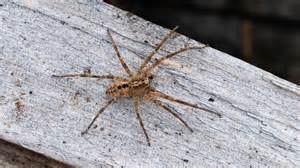 Nosferatu Spinne Im Haus So Müssen Sie Handeln