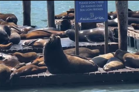 Watch Massive Sea Lion Chonkers Drawing Crowds In San Francisco