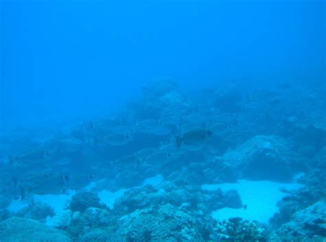 Diving Photo
