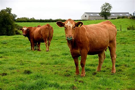 Cattle Tullanafoile Kenneth Allen Geograph Ireland