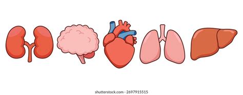 73 977 心脏 解剖 库存矢量图和艺术矢量图 Shutterstock
