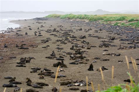 Toxin That Causes Paralytic Shellfish Poisoning Blamed For Alaska Seal