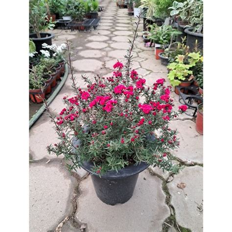 호주매화 대품 꽃화분 쿠팡