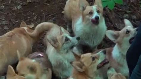 Meet The Corgis Leading Hiking Groups Cnn
