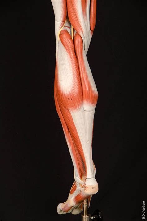 Leg X Diagram Quizlet