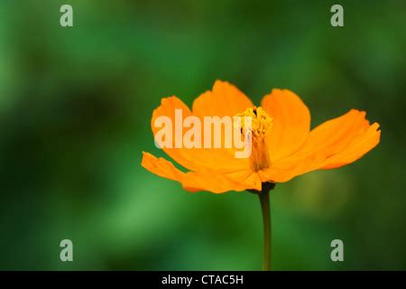 Cosmos Flowers And Bee In The Garden Stock Photo Alamy