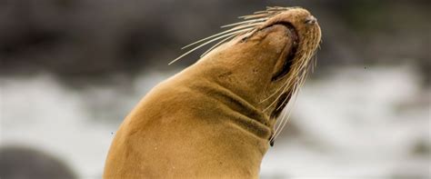 Galapagos On A Budget 2026 Best Tips And Real Costs