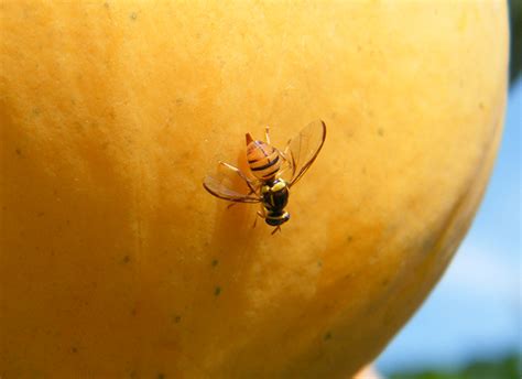 Oriental Fruit Fly Papatoetoe Ourauckland