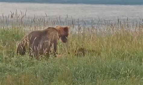 Mother Brown Bear Kills Cub On Katmai Bear Cam Popular Science