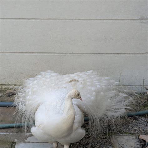 Peacock Passion Another Smudge Update Facebook