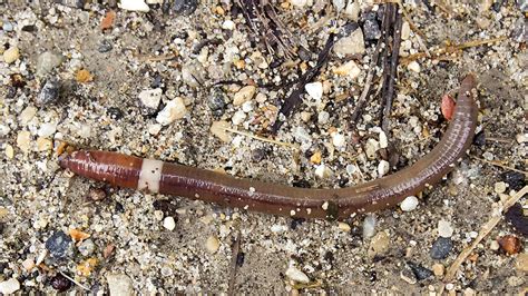 Officials Drawing New Attention To Invasive ‘crazy Worm Found In Ohio