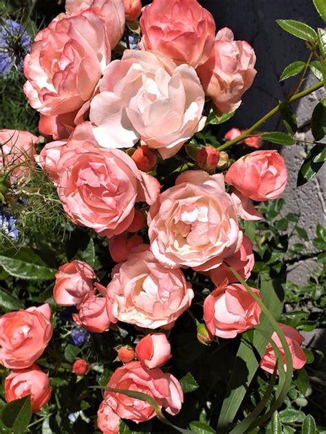 분홍 장미 사진 · 무료 스톡 사진