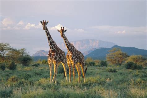 300 Adorable Giraffe Names With Meanings