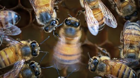 Honey Bees Dance Better With An Audience Sciencedaily