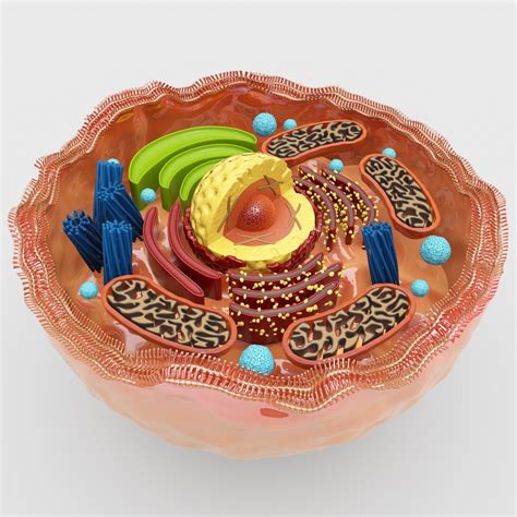 Cell Biology Cells Project Cell Model