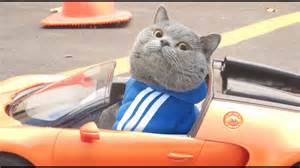 Watch These Cats Re Create Fast And Furious In The Funniest Way
