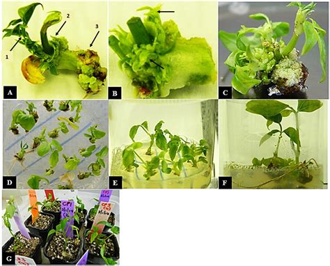 Frontiers An Improved Transformation System For Cowpea Vigna