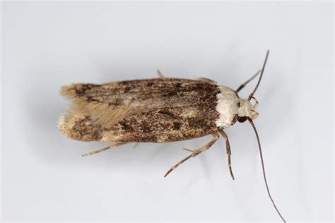 The Moths That Eat Everything Protecting Your Food And Fabric