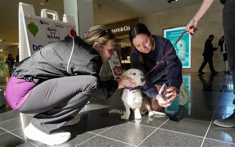 National Pet Day Blends Celebration With Safety And Adoption Calls