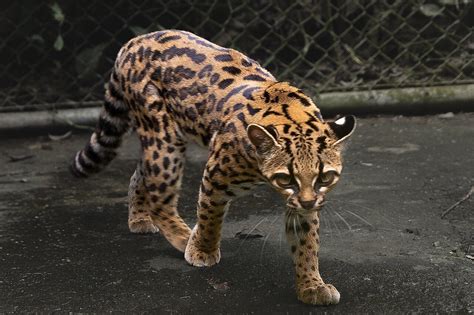 Leopardus Tilcayo Conheça A Nova Espécie De Felino Selvagem