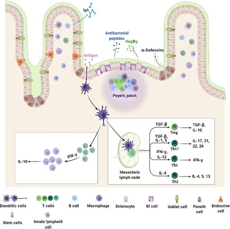 The Functional Role Of Lactoferrin In Intestine Mucosal Immune System