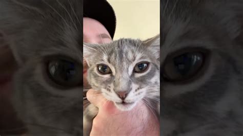 See Why This Cats Fierce Name Doesnt Match Its Appearance At All