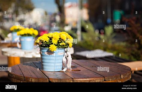 Yellow Flowers In Colorful Hi Res Stock Photography And Images Alamy