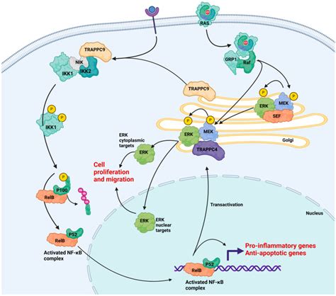 TRAPPopathies Severe Multisystem Disorders Caused By Variants In Genes