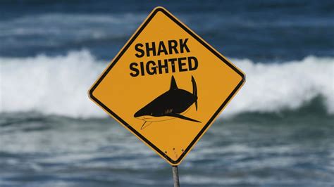 Another Fatal Shark Attack Marks Countrys Third Death In A Month Fox