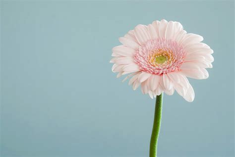 Flower Power Ielts Reading With Practice Test Answers And Explanation