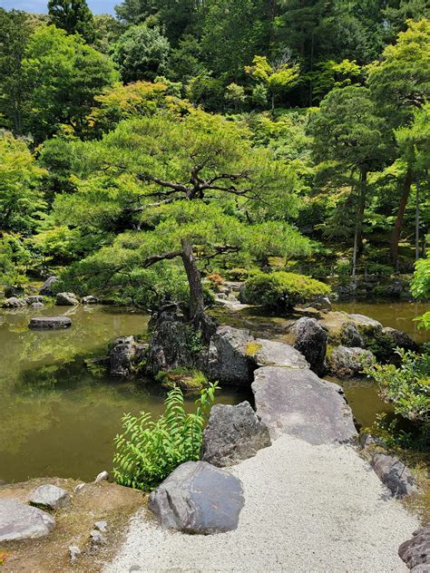 경치 경치가 좋은 계절의 아름다움 고요함 공원 관목 그림 같은 나무 녹색 녹색 단풍 다년생 대나무 명상적인 물 특징 반사 분재 사악한 장식