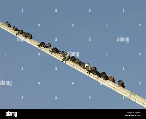 Resting On Suspension Bridge Hi Res Stock Photography And Images Alamy
