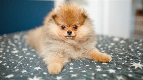 Pomeranian Moms Velcro Dog Test Gives Positive Results Pethelpful