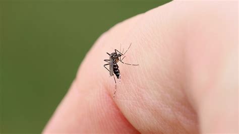 Cdc Has Issued A Chikungunya Virus Outbreak Alert For Travelers To