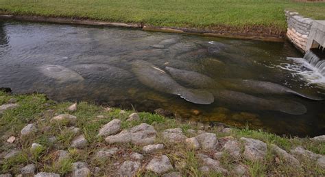 Florida Manatees Survive Winter Cold Spell Better Than Feared